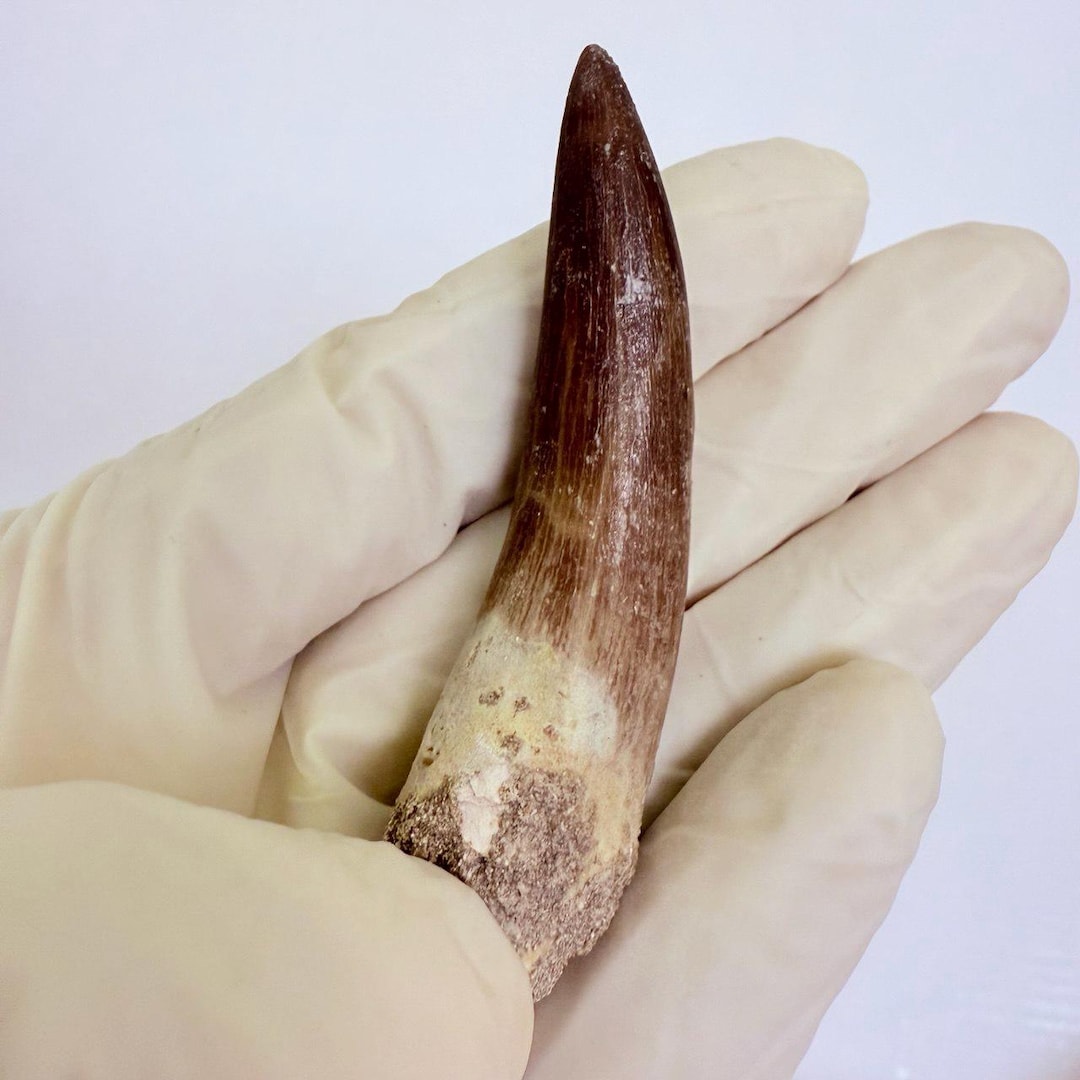 REAL Plesiosaur Tooth Fossil – Authentic Cretaceous Marine Reptile ...