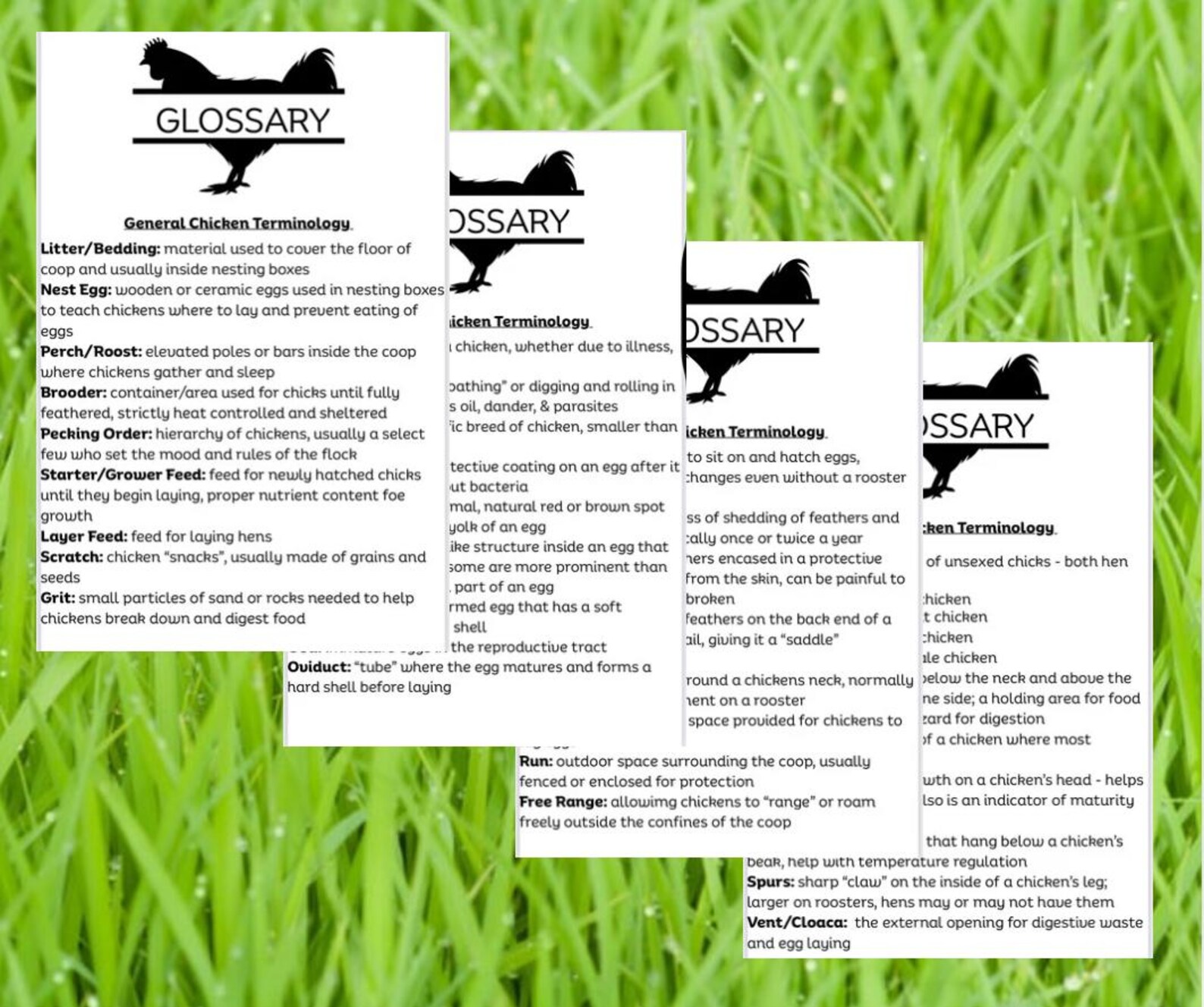 General Backyard Chicken Terms Glossary - Etsy