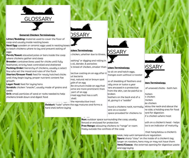 General Backyard Chicken Terms Glossary - Etsy