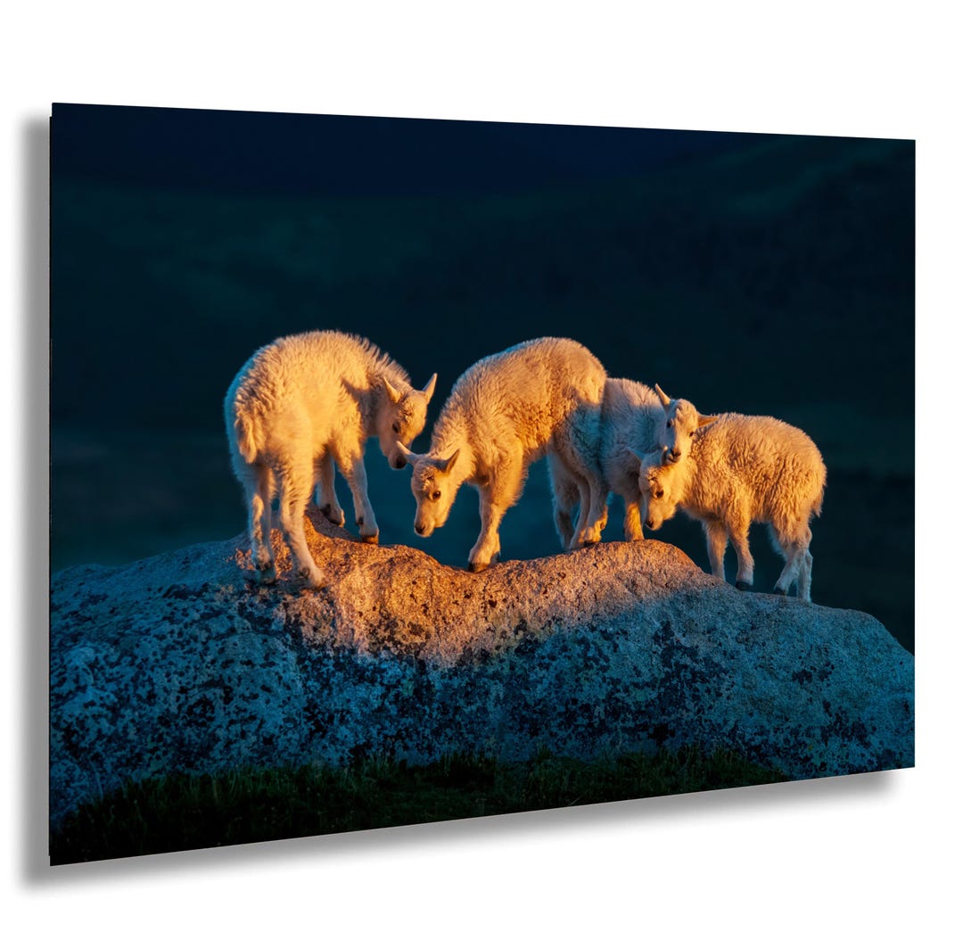 Mountain Goat Kids Babies Photo Colorado Wildlife Photography Baby ...