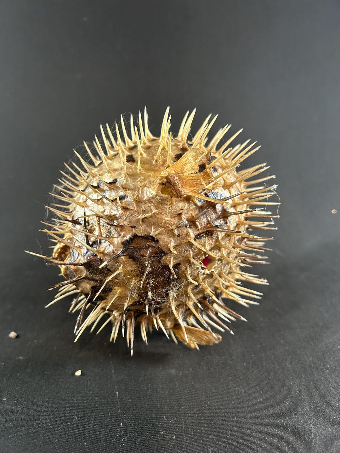 Vintage FRAGILE Real Dried Puffer Fish / Porcupine Fish / Blowfish - 6 ...