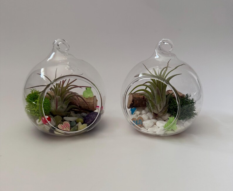 DIY Air Plant Terrarium Kit | Glass Globe Moss Garden Craft - Etsy