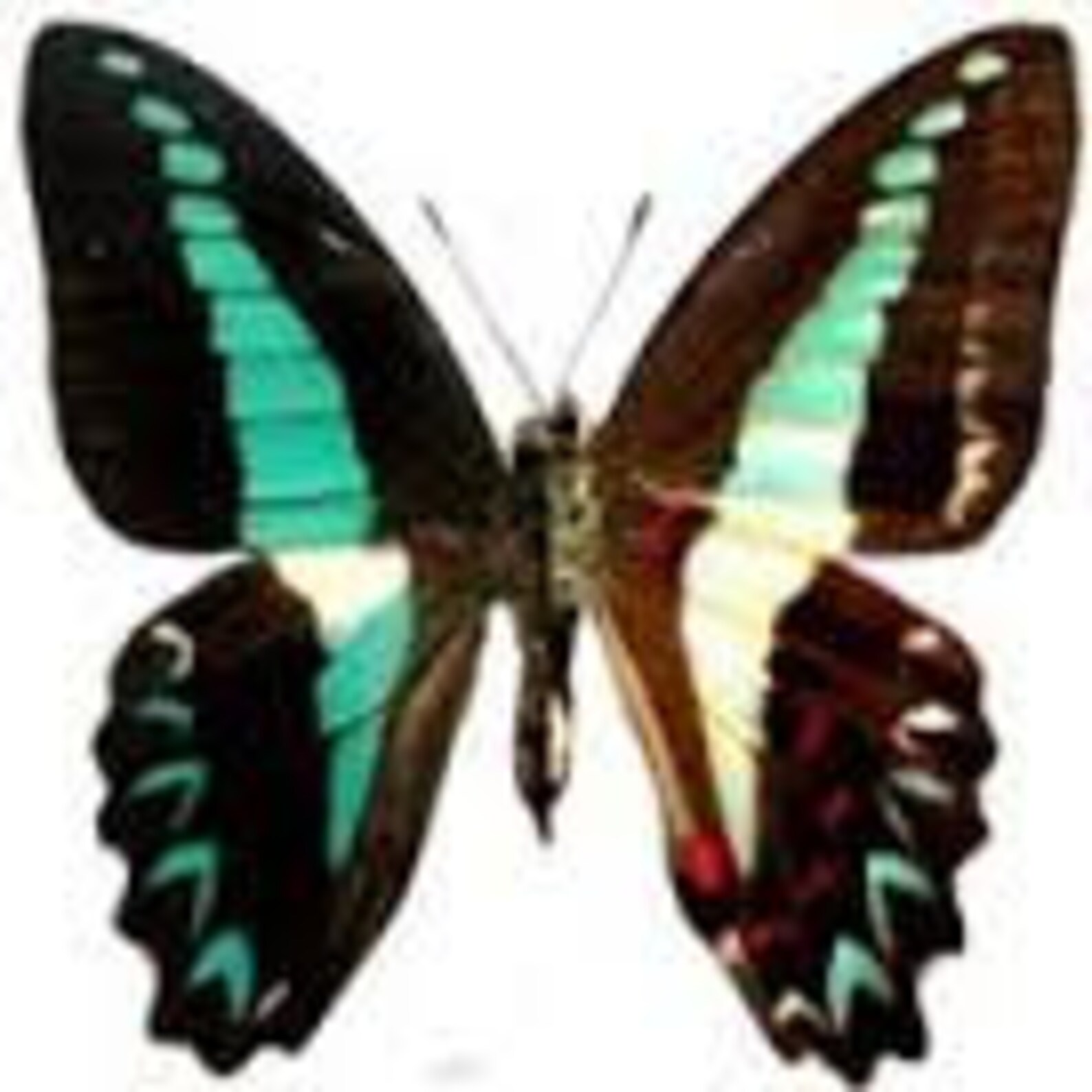 Black and Blue Butterfly Wing Earrings Graphium Milon | Etsy