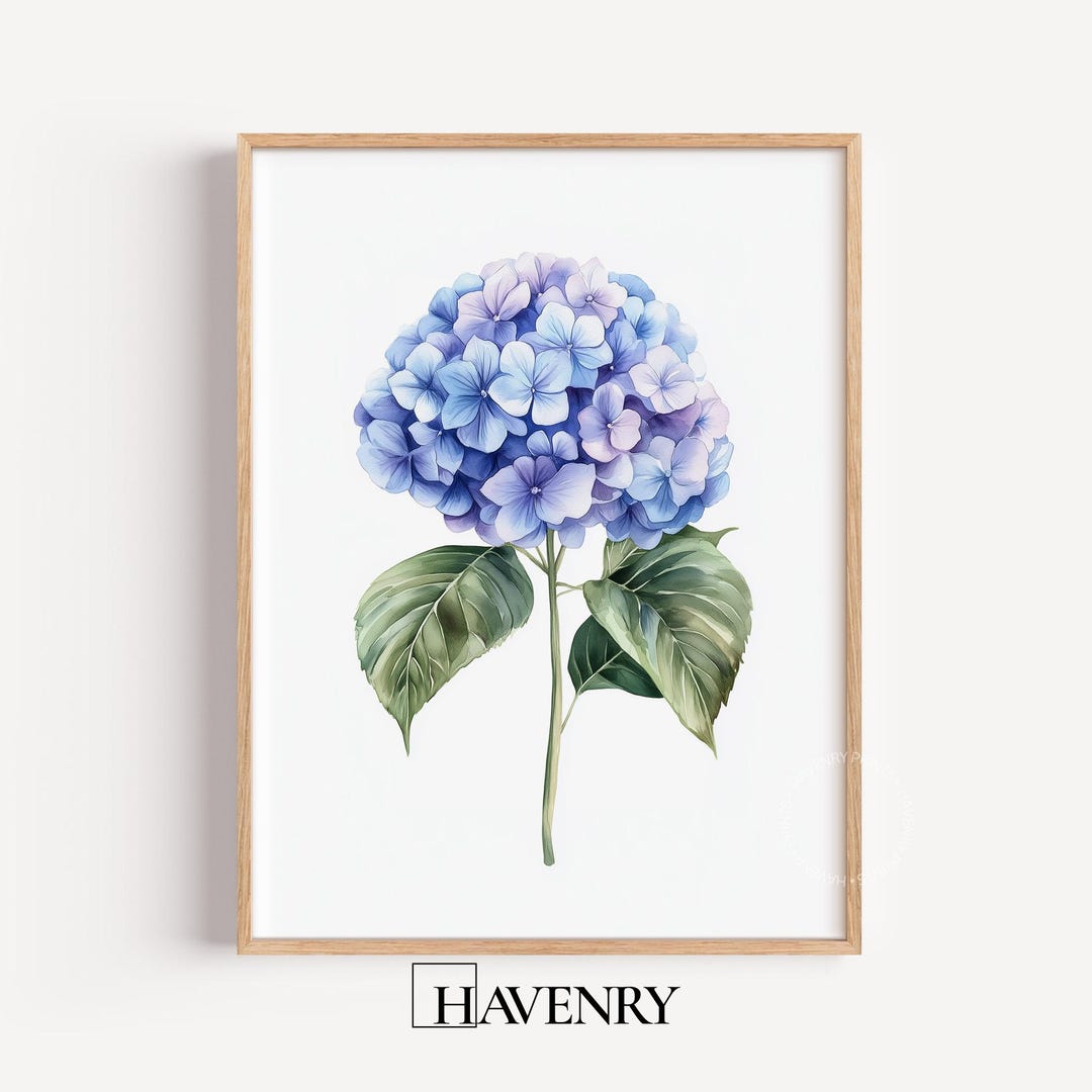 Minimalistic Hydrangea Watercolor Art - Delicate Floral Illustration ...