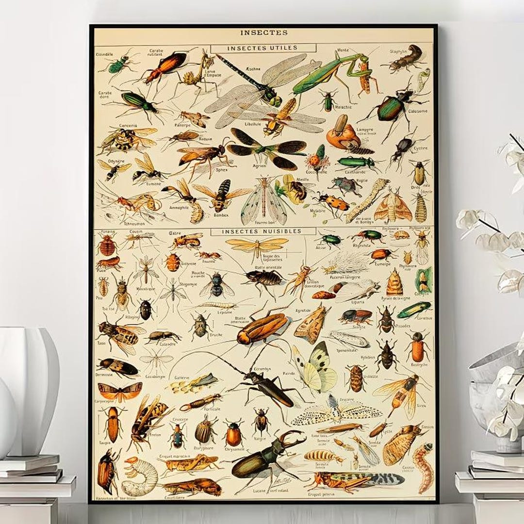 Scientific Insect Chart Poster, Adolphe Millot Entomology Art, Elegant ...