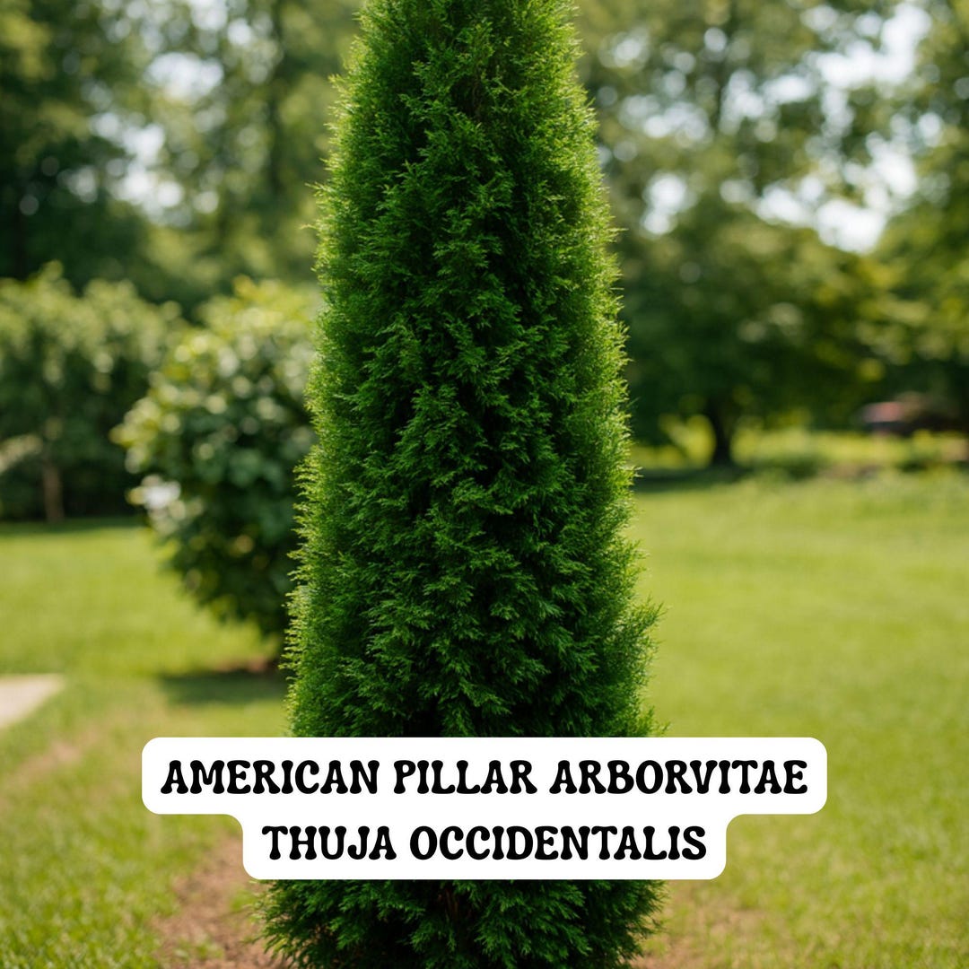 Full Speed A Hedge Arborvitae, American Pillar Thuja, Hardy Evergreen ...