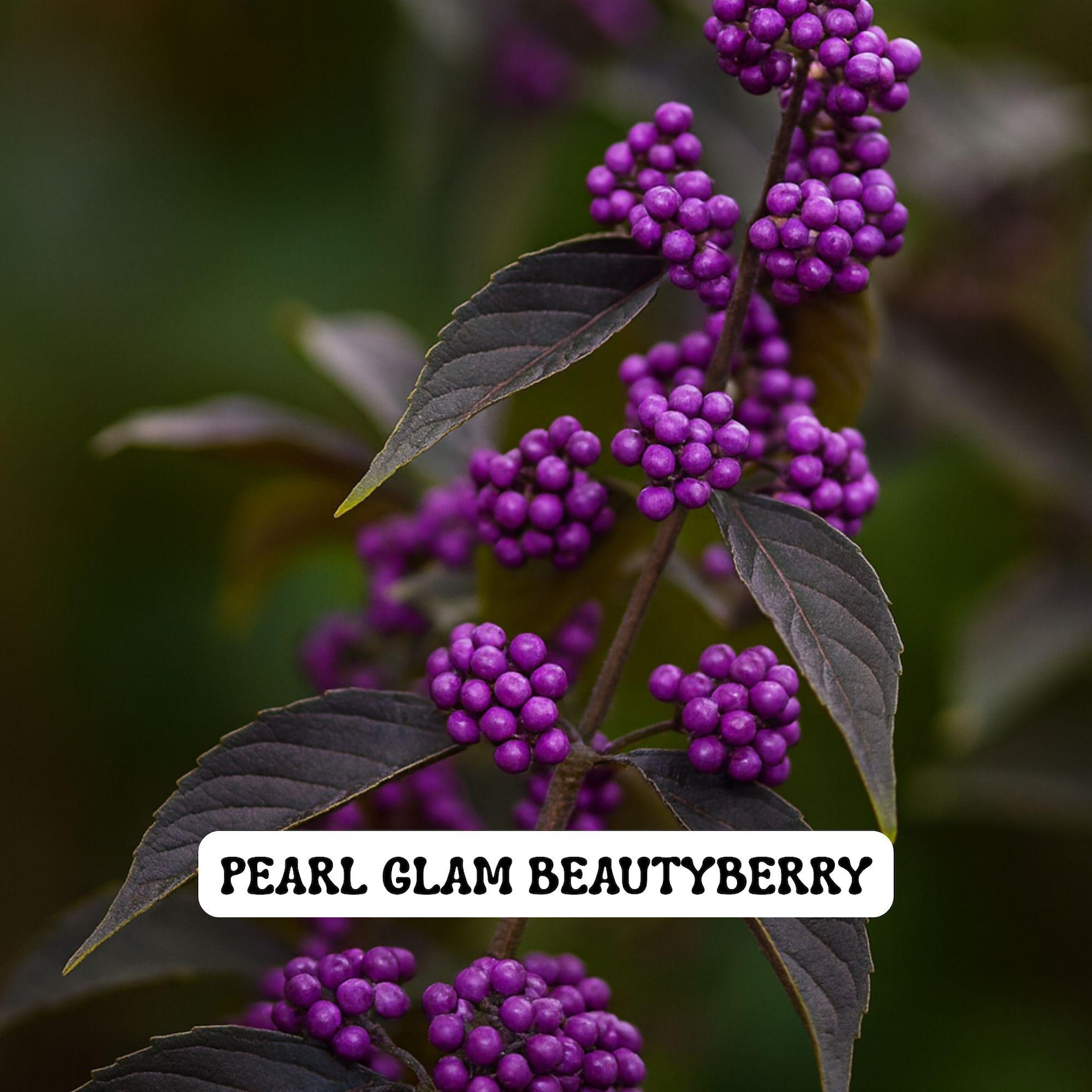 Pearl Glam Beautyberry, Callicarpa Shrub, Purple Foliage & Vibrant ...