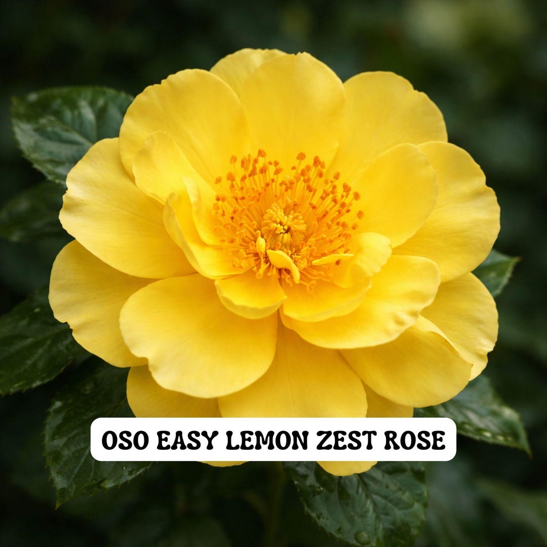 Oso Easy Lemon Zest Rose Plant, Yellow Reblooming Shrub, 4 Inch Pot - Etsy