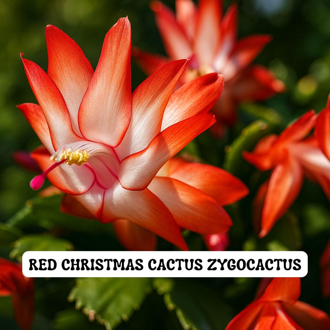 Red Christmas Cactus Plant, Zygocactus Holiday Bloom Succulent, Bright ...