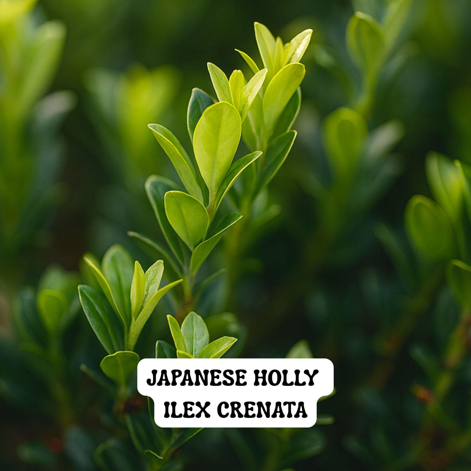 Hedge Box Japanese Holly, Ilex Crenata Shrub, Compact Evergreen Border ...