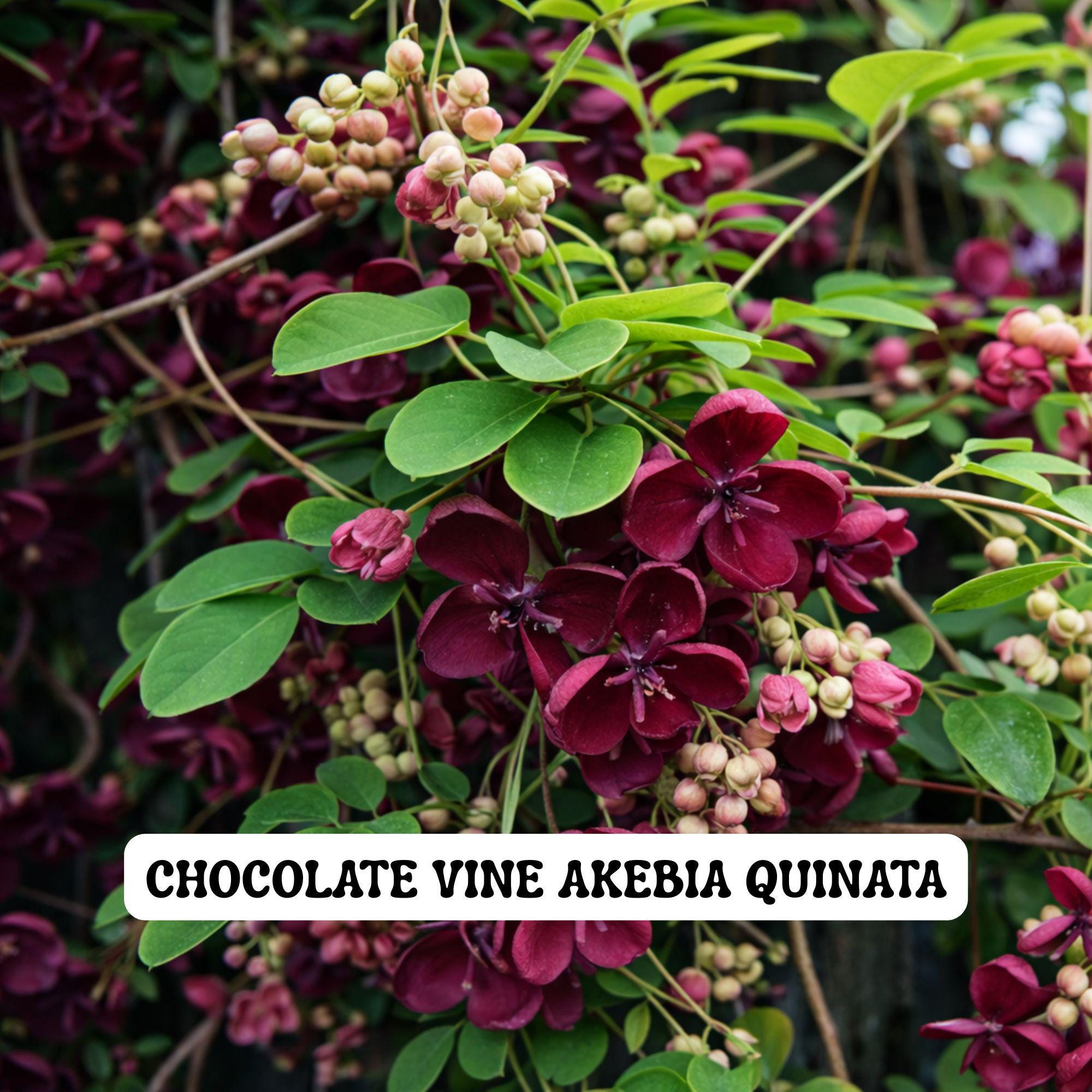 Chocolate Vine Akebia Quinata Live Plant, Edible Fruit Vine, Purple ...