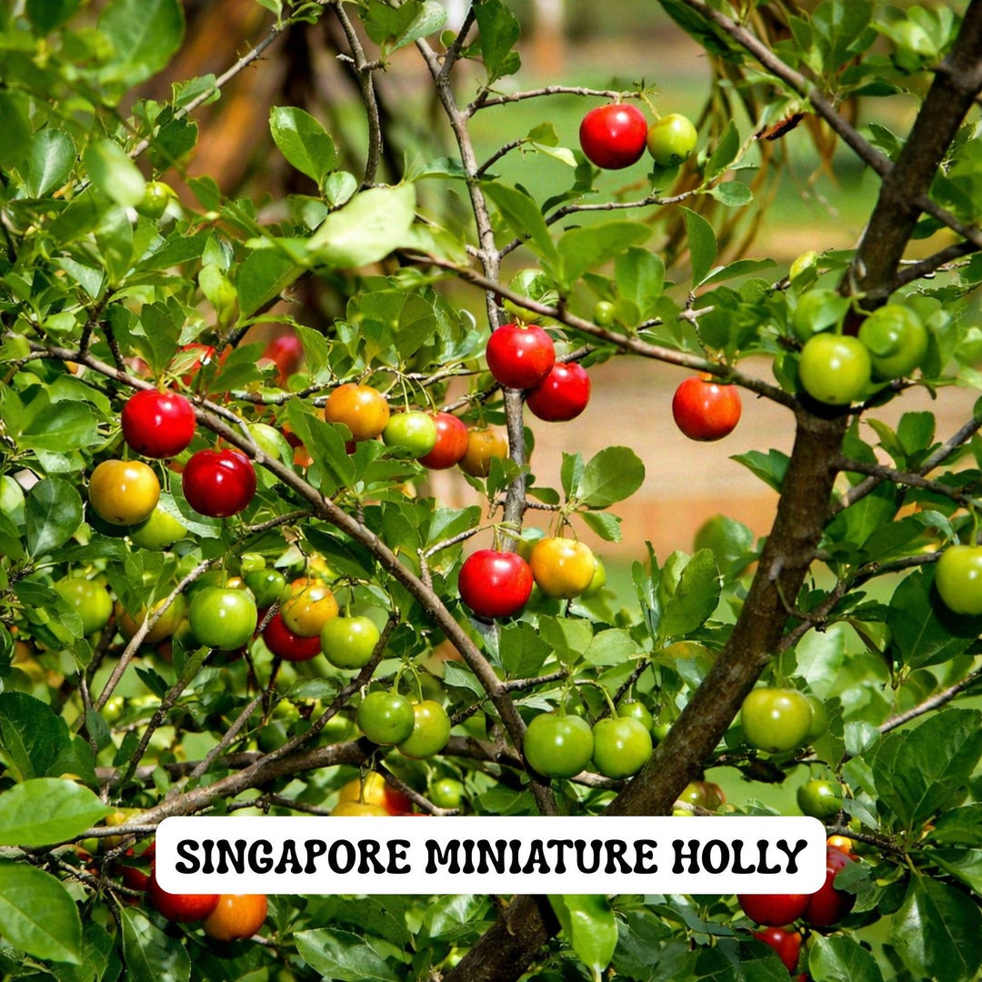 Singapore Miniature Holly Plant, Malpighia Coccigera, Indoor Houseplant ...