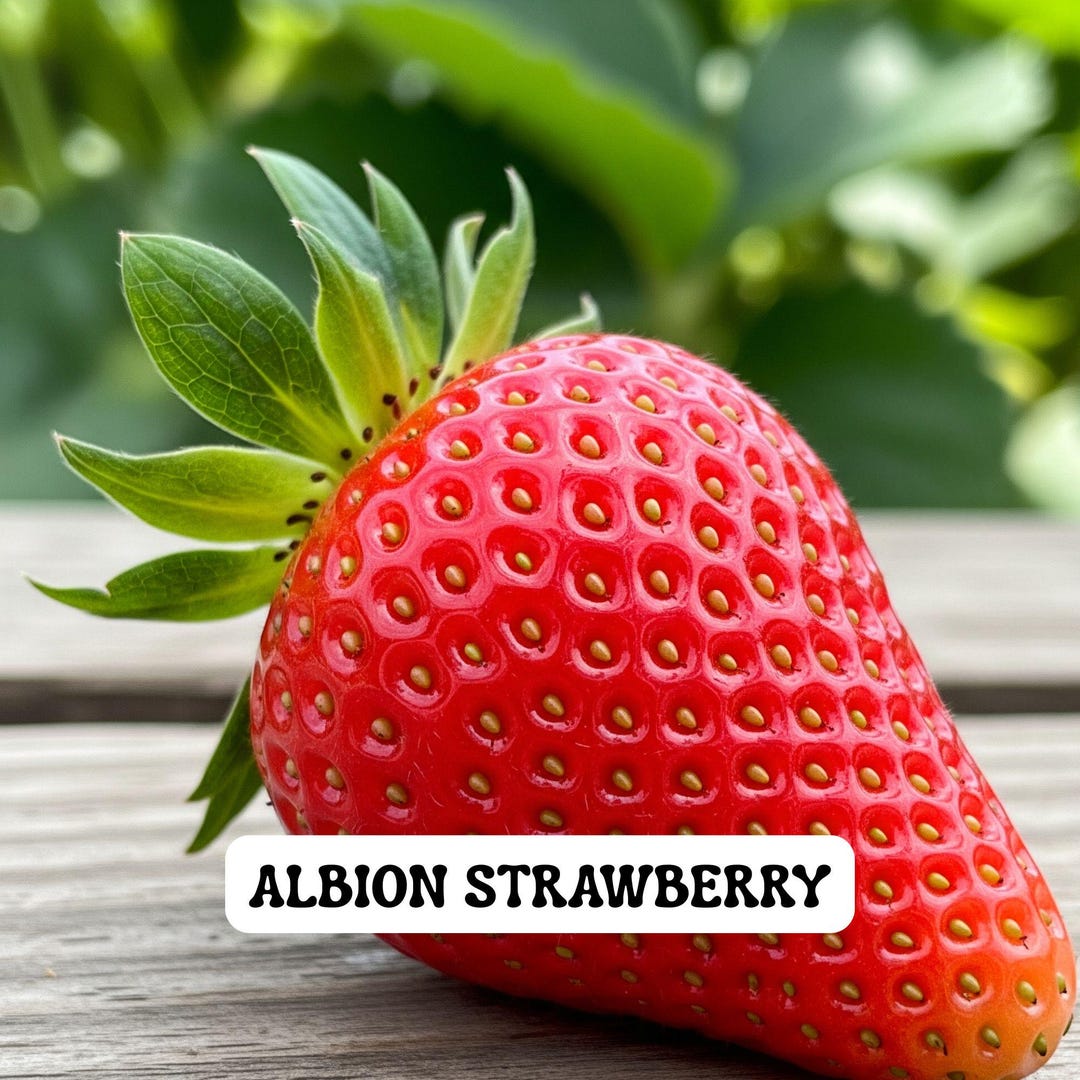 10 Albion Strawberry Bare Root Plants: Everbearing Organic Garden ...
