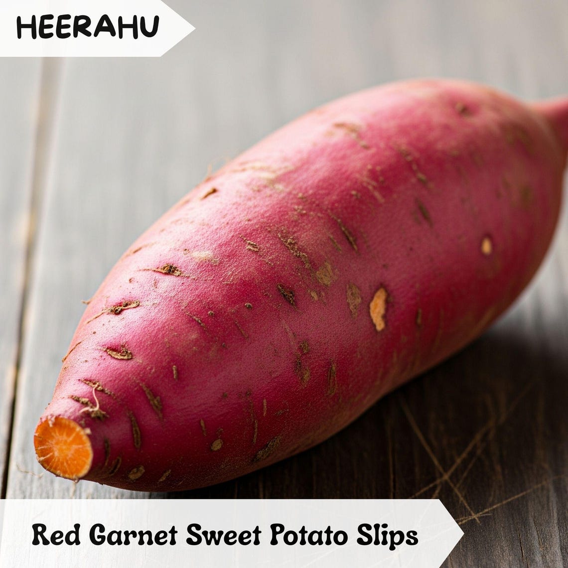 Red Garnet Sweet Potato Slips: Organic Heirloom Roots for Planting - Etsy
