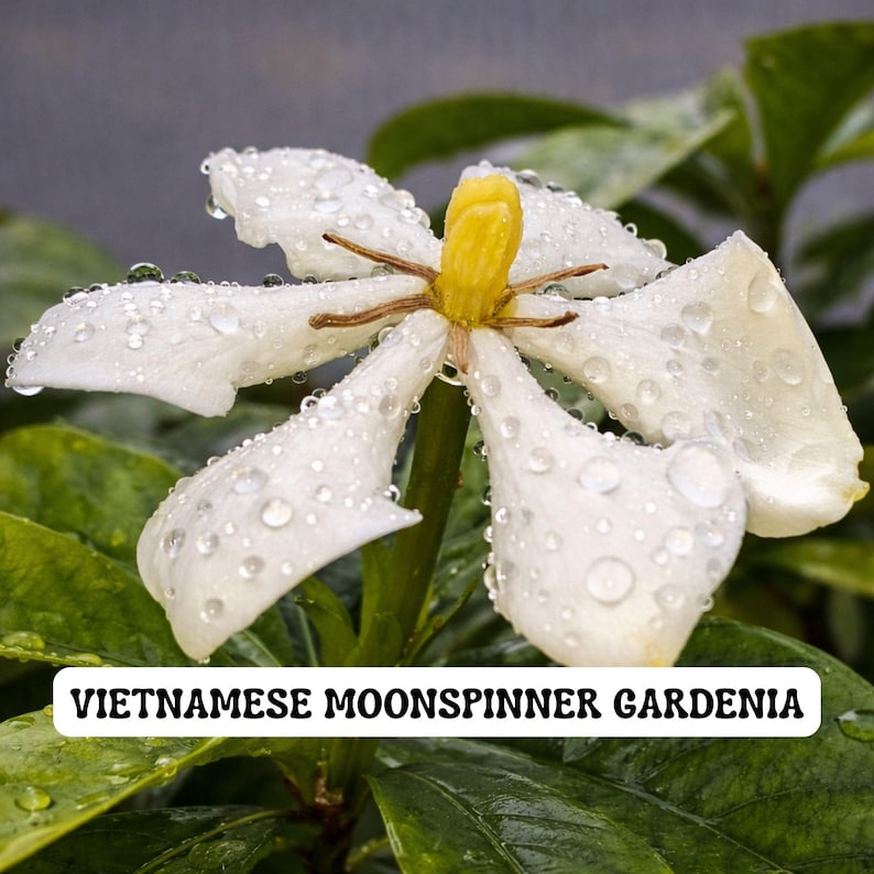 Vietnamese Moonspinner Gardenia Plant, Extremely Fragrant White Blooms ...