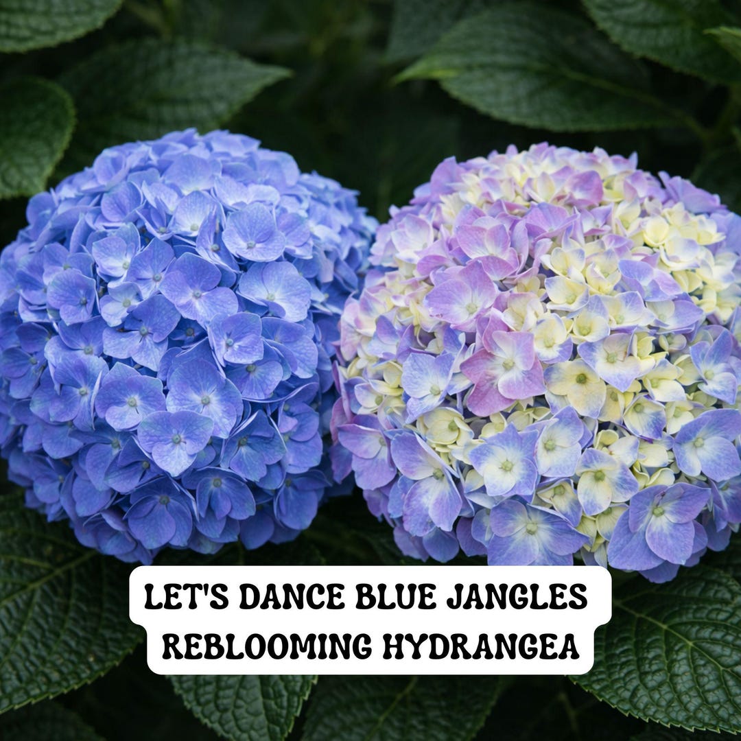 Let’s Dance Blue Jangles Hydrangea, Reblooming Mophead Shrub, 4 Inch ...
