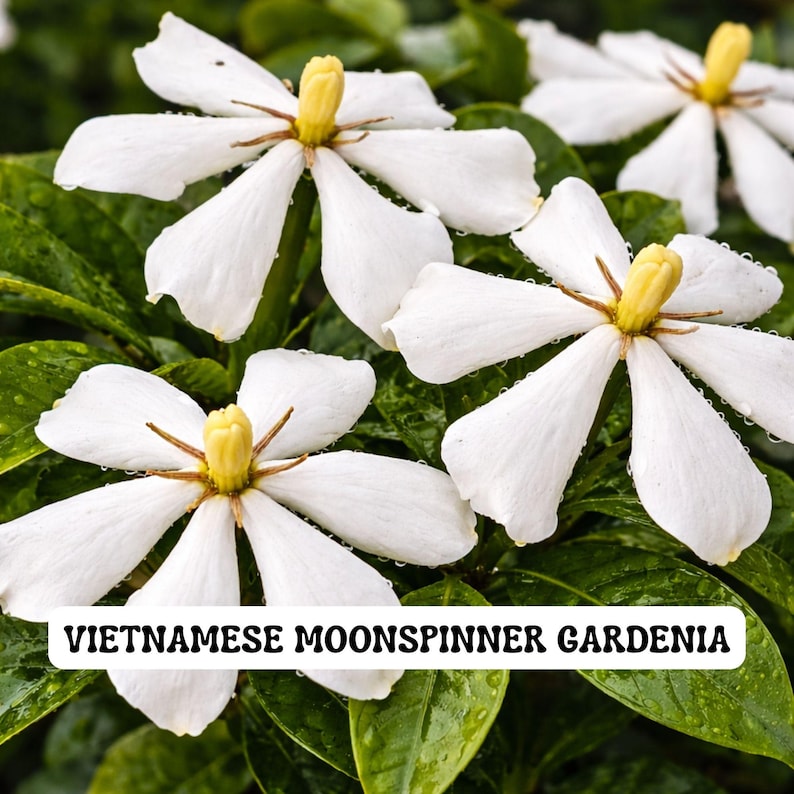 Vietnamese Moonspinner Gardenia Plant, Extremely Fragrant White Blooms ...