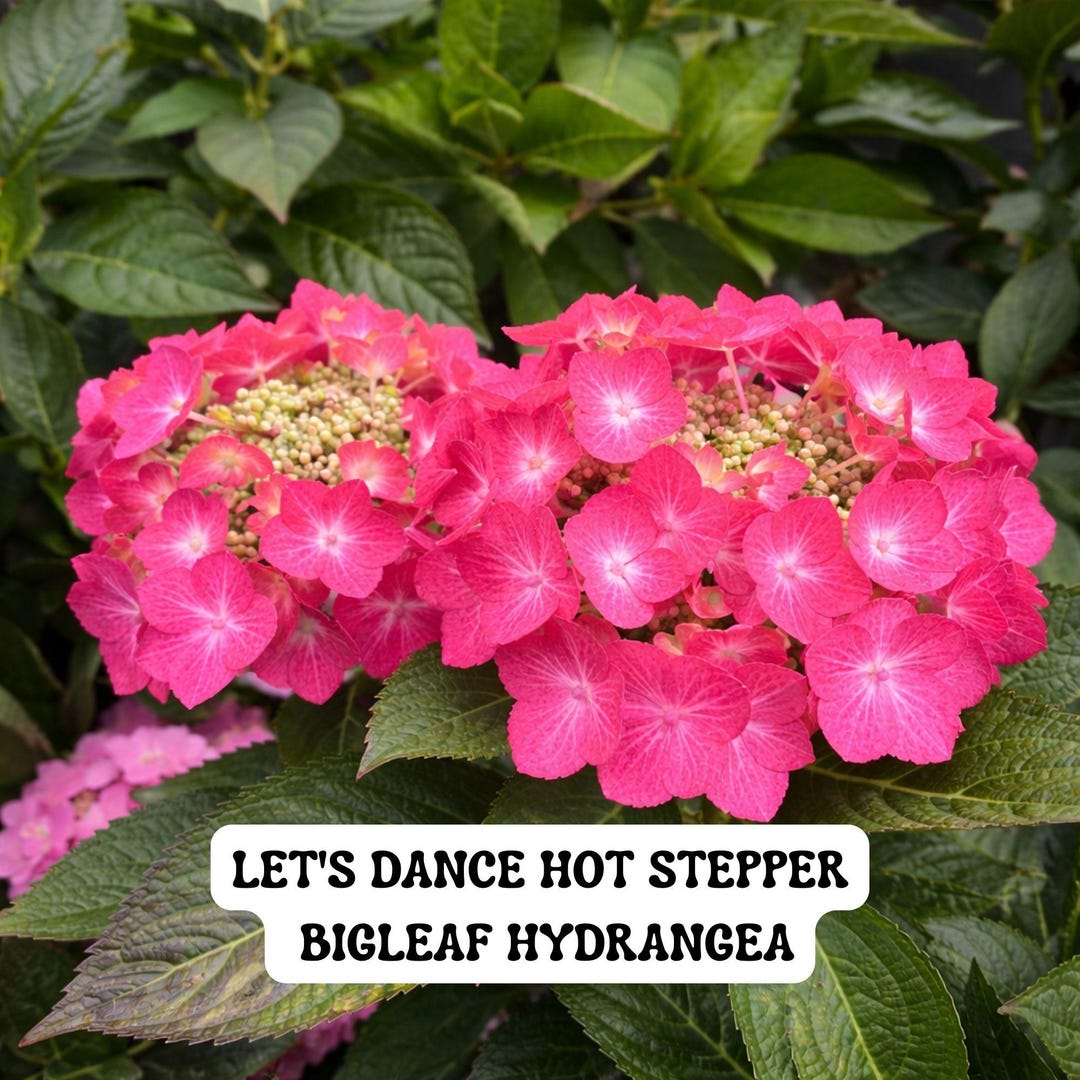 Let’s Dance Hot Stepper Hydrangea Live Plant, Bigleaf Hydrangea, 4 Inch ...