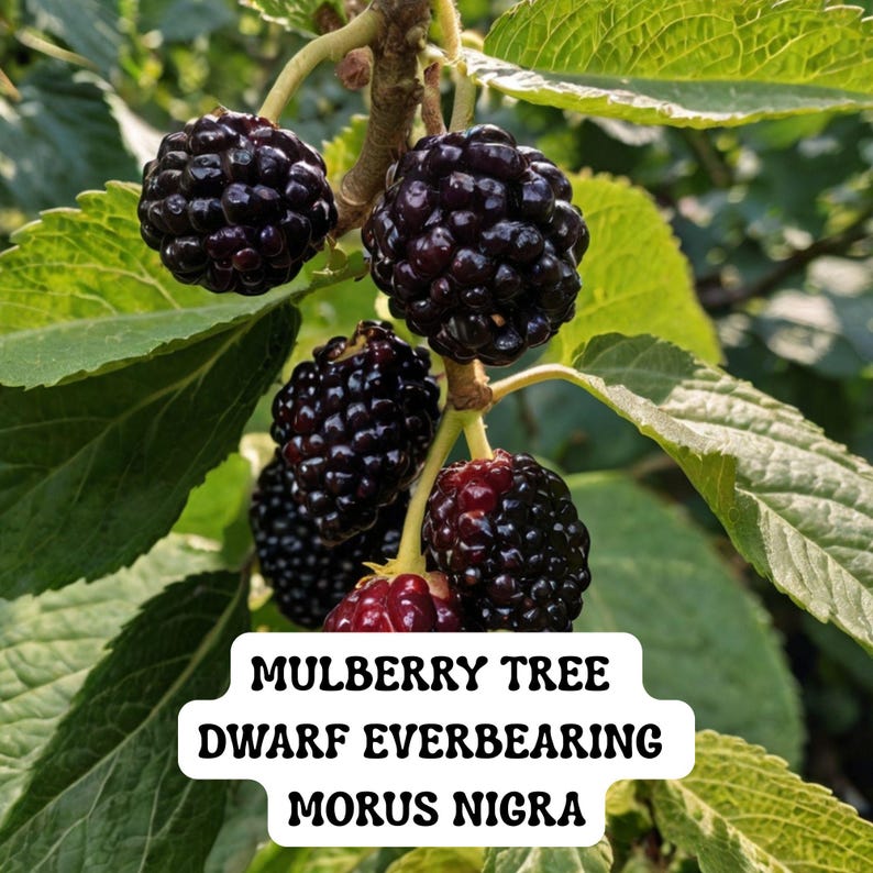 Mulberry Tree, Morus Nigra Dwarf Everbearing, Live Fruit Plant, Compact ...