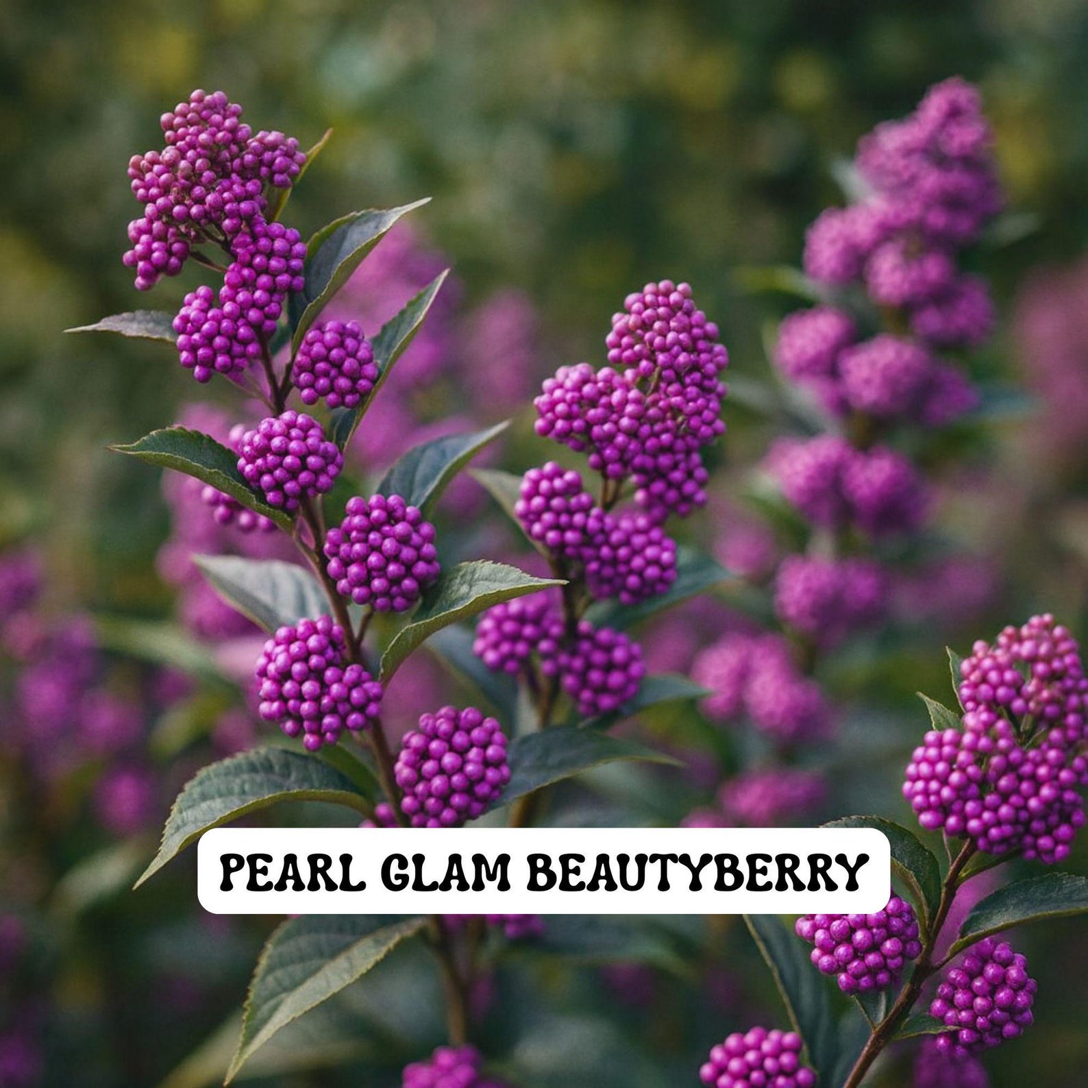 Pearl Glam Beautyberry, Callicarpa Shrub, Purple Foliage & Vibrant ...