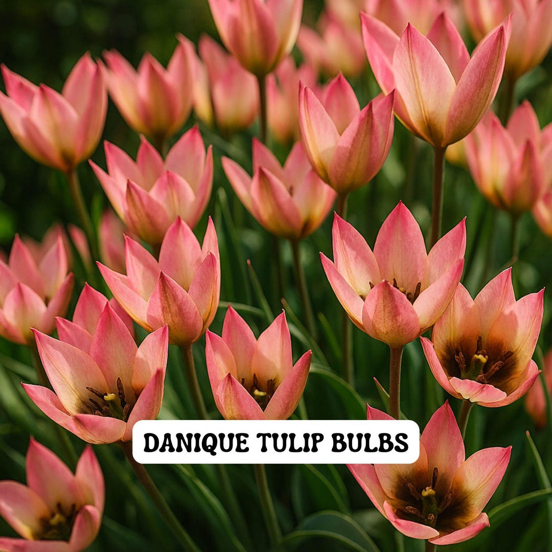 10 Danique Tulip Bulbs, Silver Pink Multi-flowering Perennial - Etsy