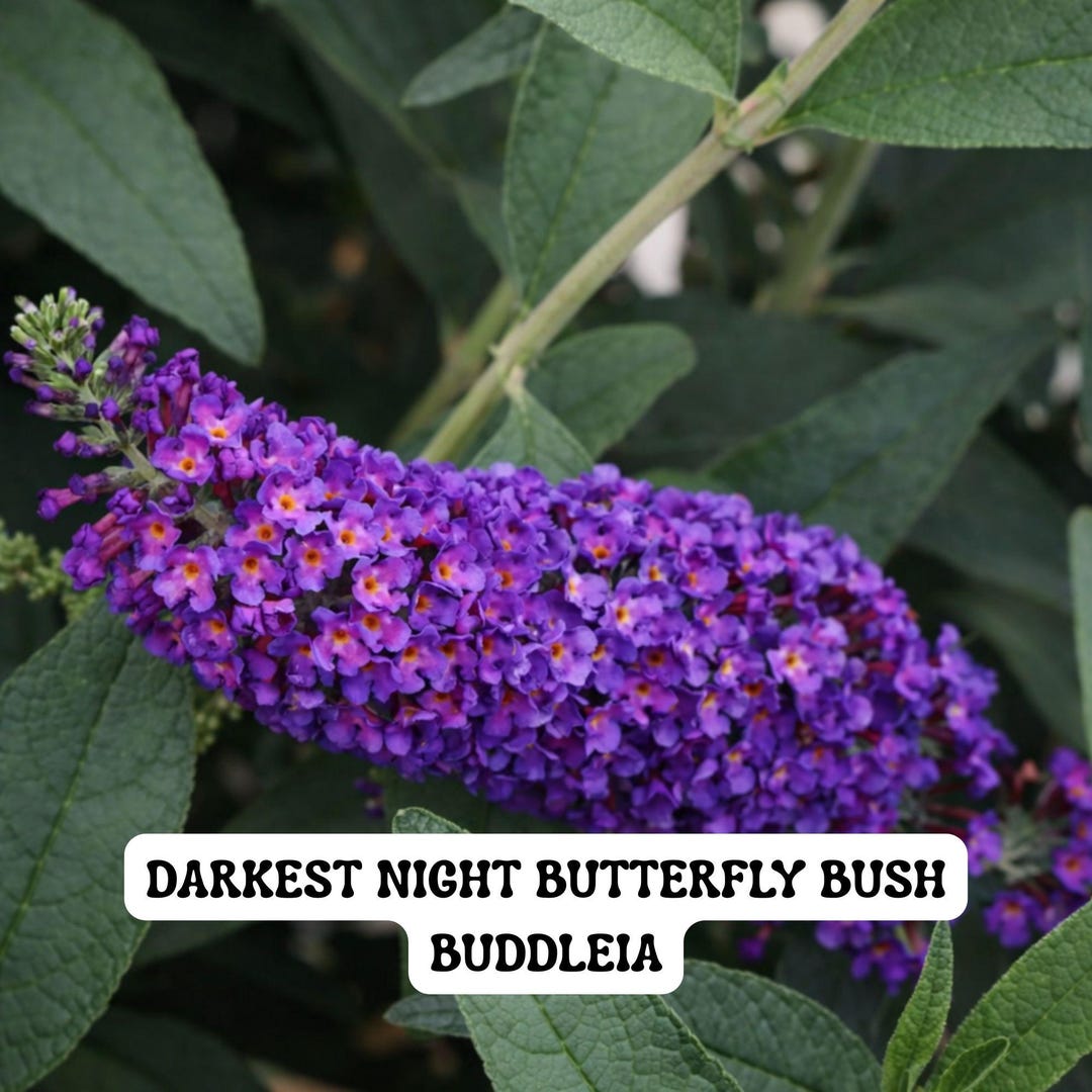 Darkest Night Butterfly Bush Live Plant, Deep Purple Buddleia, 4 Inch ...