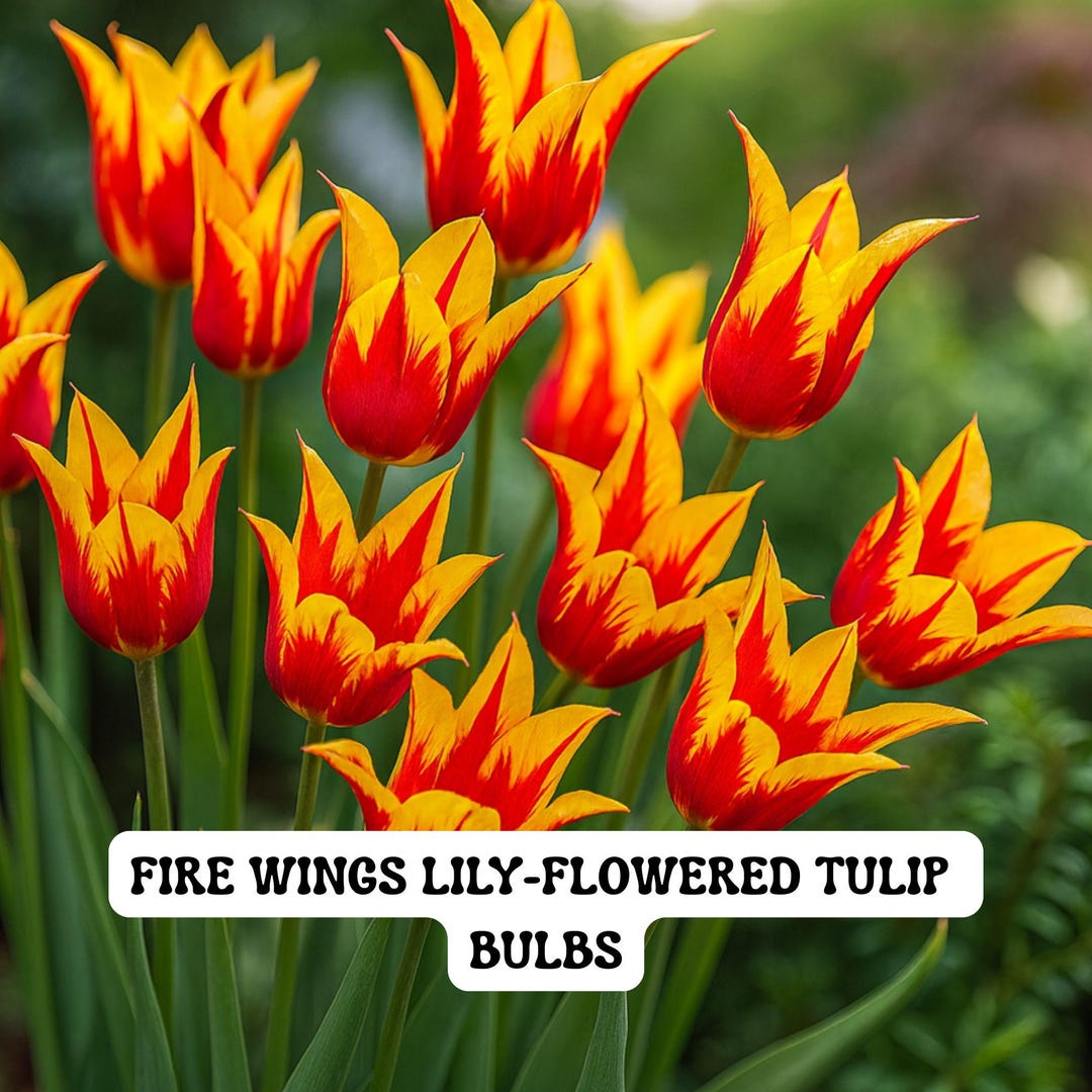 5 Fire Wings Lily-flowered Tulip Bulbs, Red Yellow Star Petals - Etsy