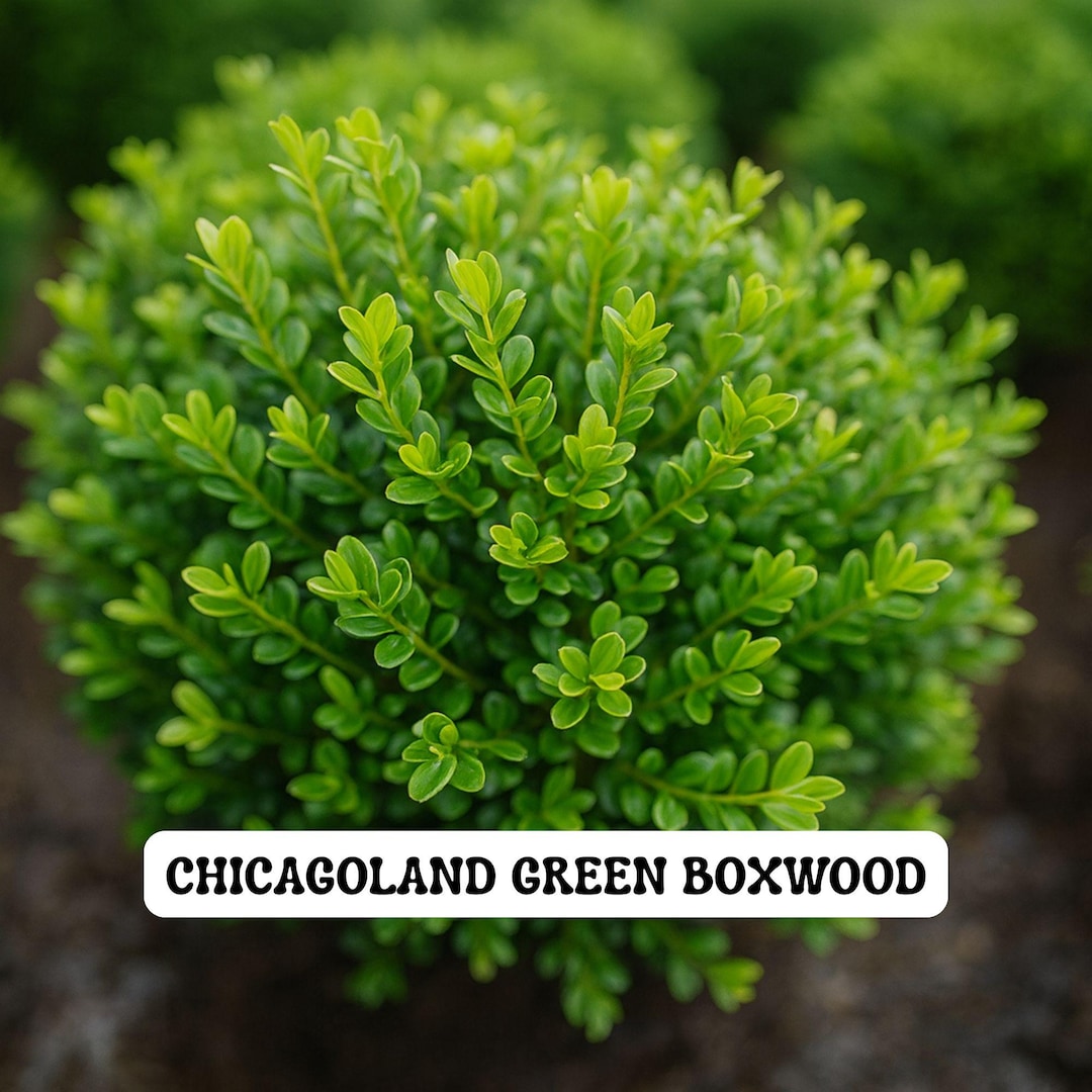 Chicagoland Green Boxwood, Hardy Evergreen Shrub, Compact Buxus Plant 4 ...