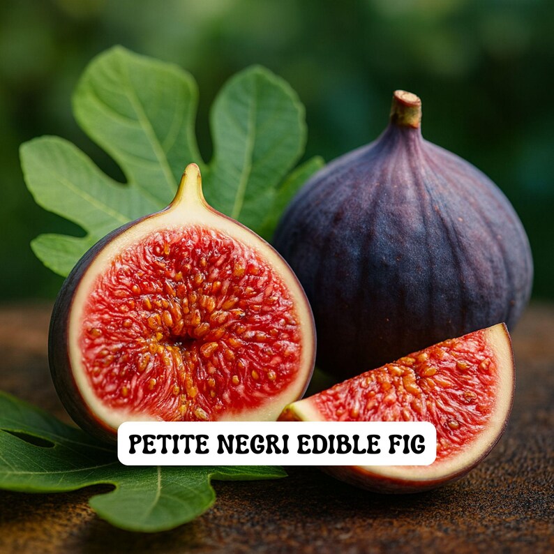 Petite Negri Edible Fig Plant, Little Black Fig, 2.5" Pot - Etsy