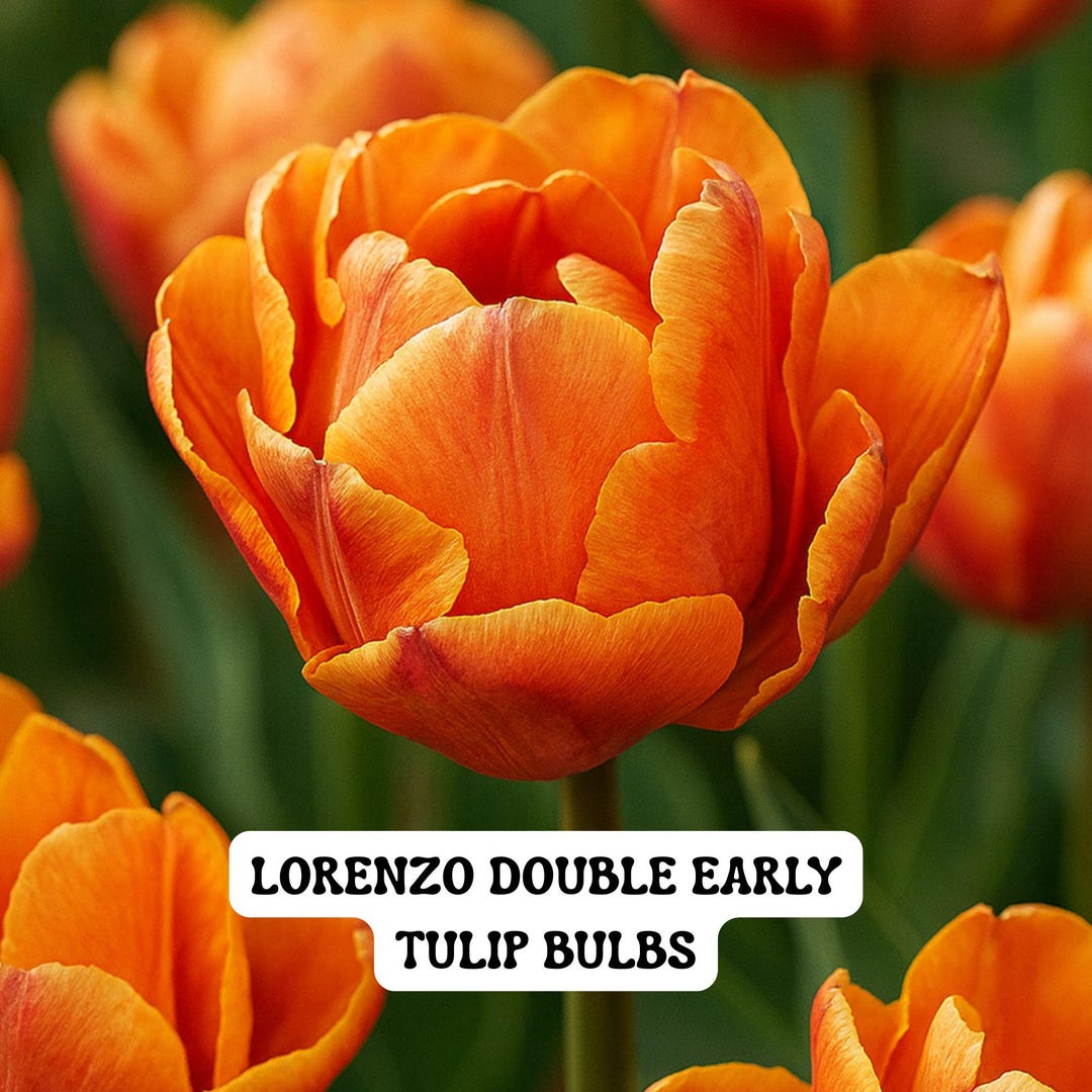 Lorenzo Double Tulip Bulbs, Fiery Orange Flame Blooms, Early Spring ...
