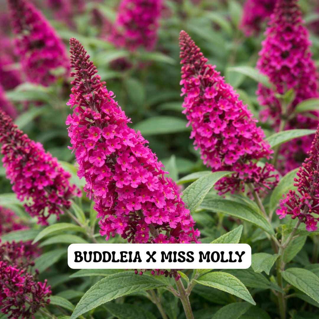 Miss Molly Butterfly Bush, Buddleia X Sangria Red, Compact Pollinator ...