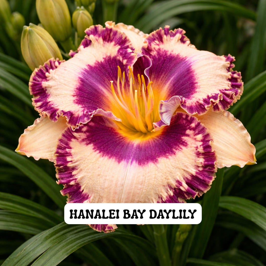 Hanalei Bay Daylily Perennial, Pink Ruffled Hemerocallis, Fragrant ...