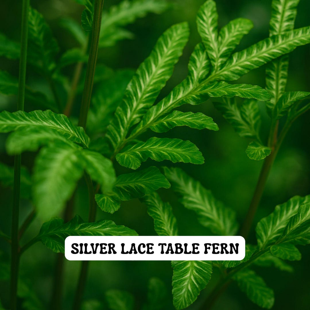 Silver Lace Table Fern House Plant, Pteris Ensiformis, Variegated ...