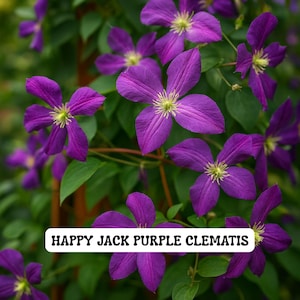 Happy Jack Purple Clematis, Live Flowering Vine, Deep Purple Blooms ...