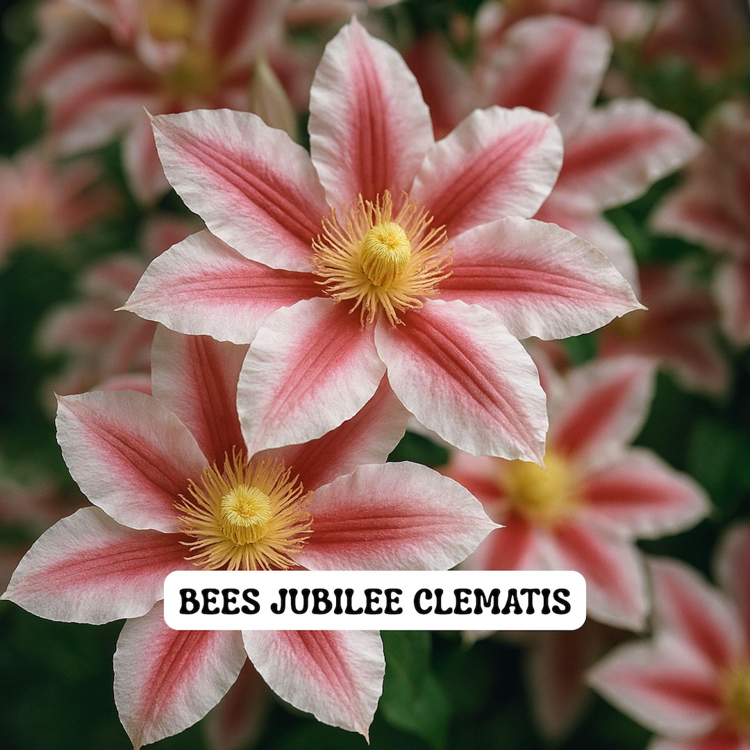 Bees Jubilee Clematis Vine, Pink and Red Flowering Plant, Live ...