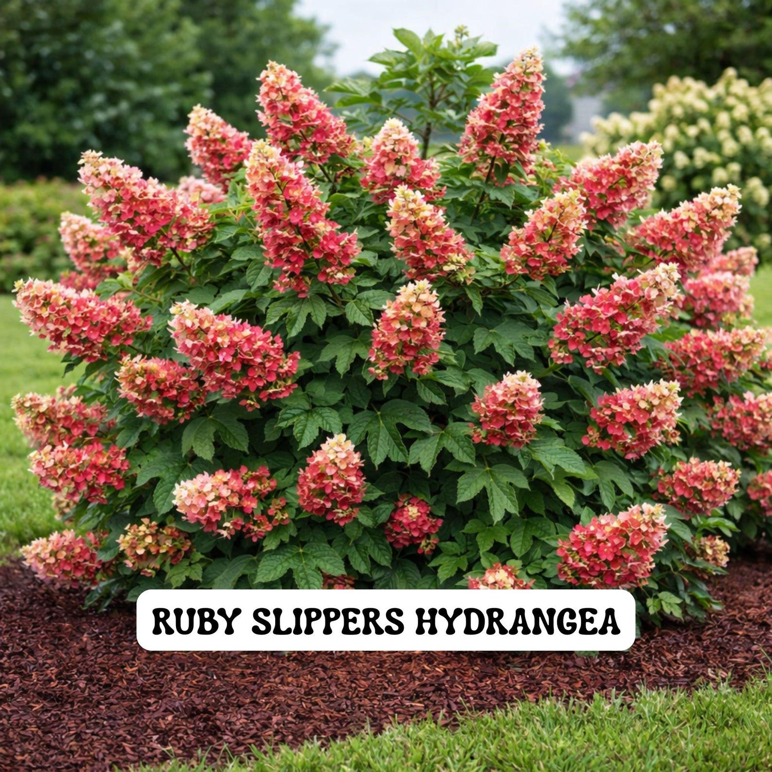 Ruby Slippers Dwarf Oakleaf Hydrangea, White to Red Blooms, 4 Inch Pot ...