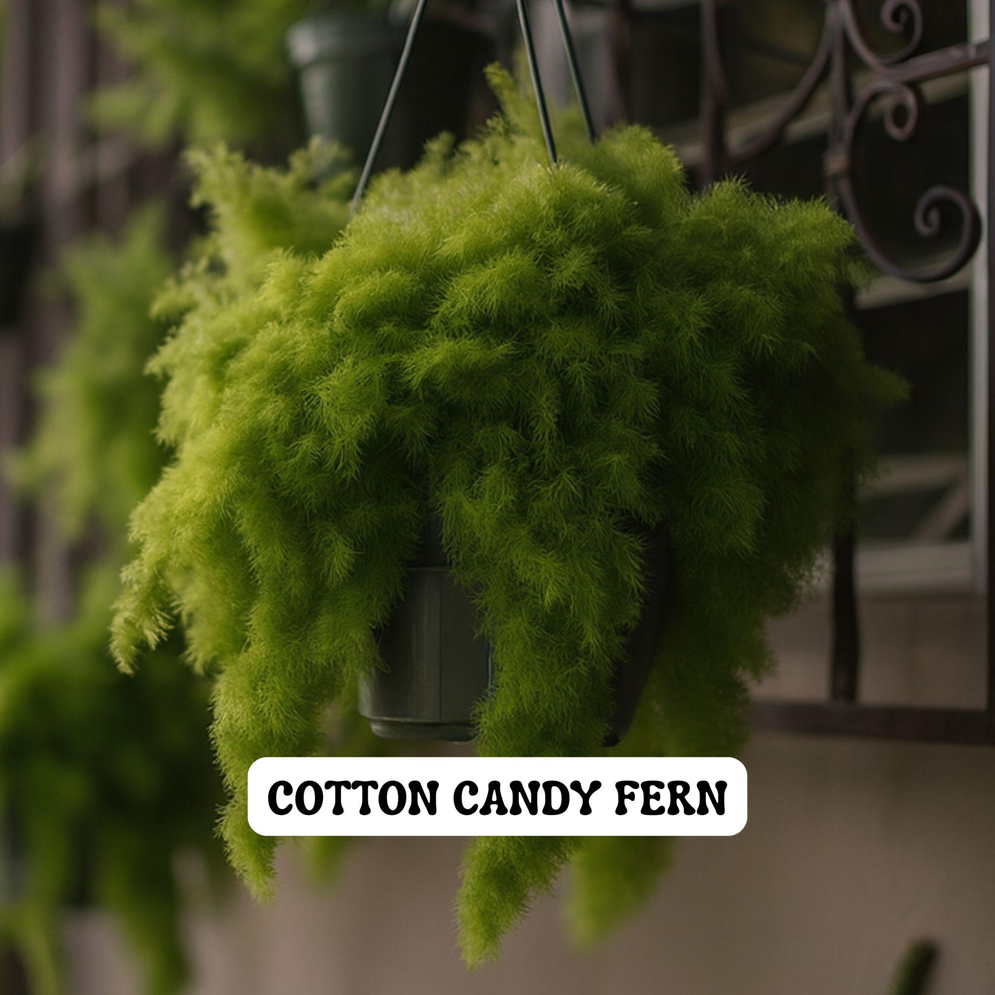 Rare Cotton Candy Fern, Nephrolepis Exaltata Smithii 4” Pot, Indoor ...