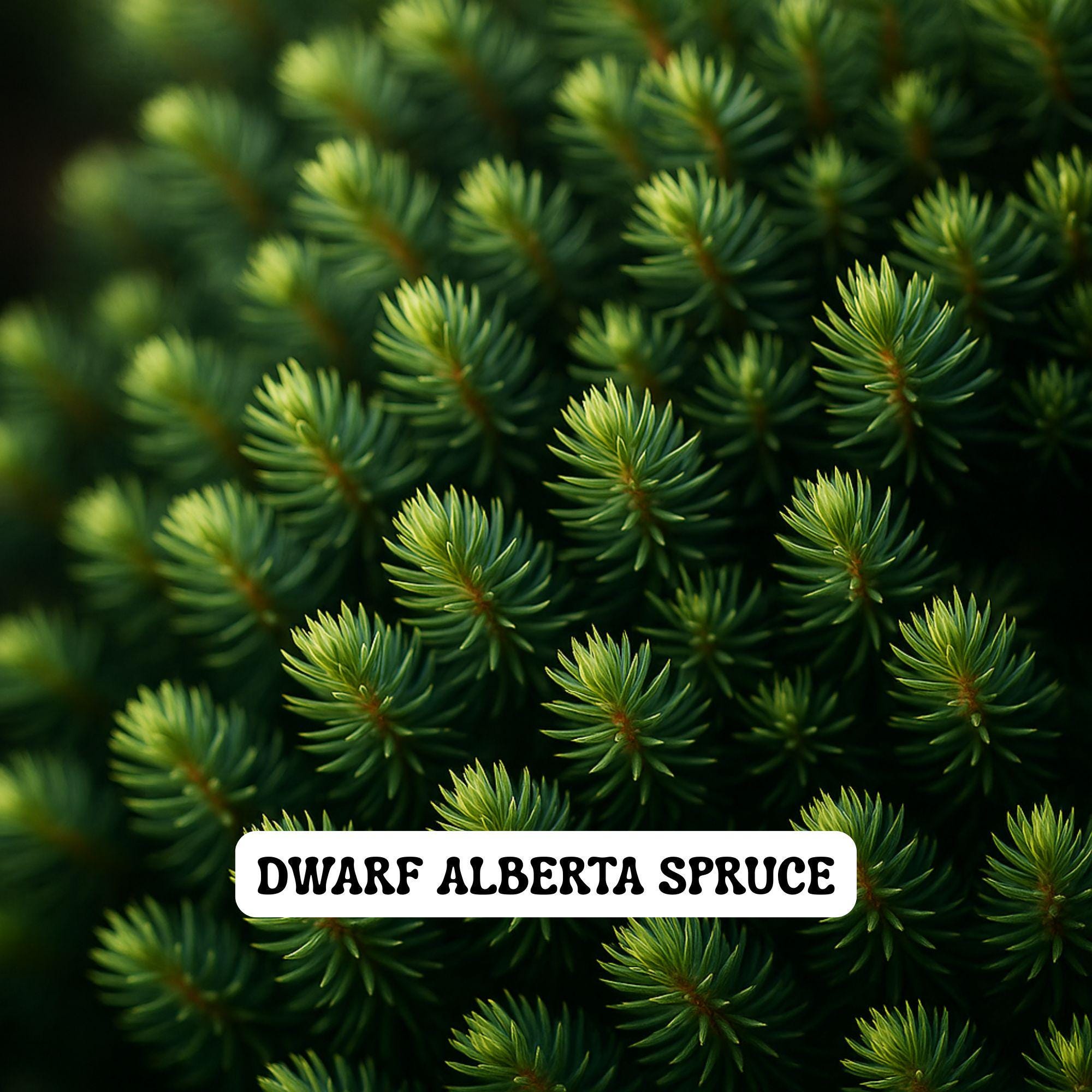 Dwarf Alberta Spruce Tree, Compact Evergreen Conifer 4" Pot, Slow ...