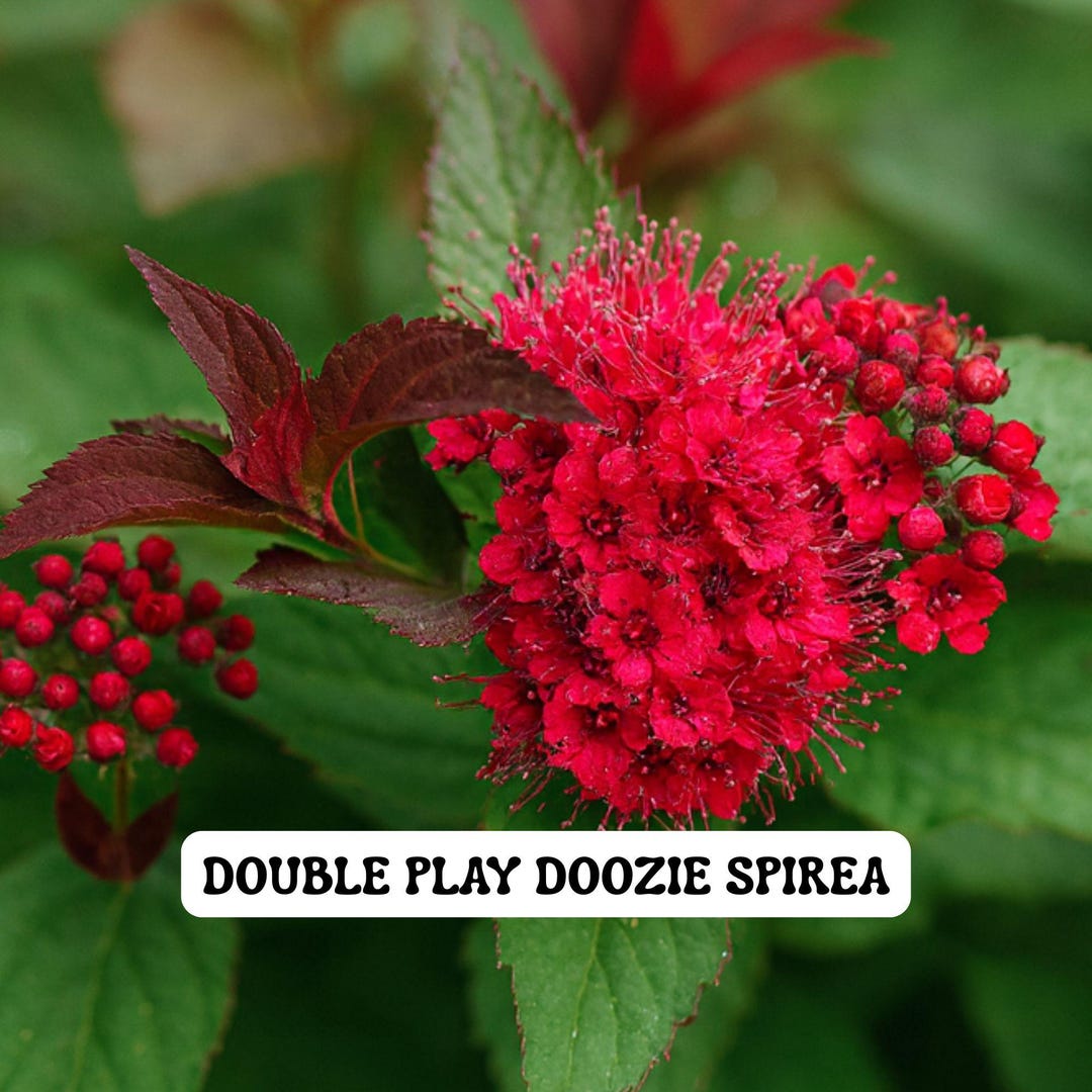 Double Play Doozie Spirea, Reblooming Shrub, Nonstop Red to Purple ...