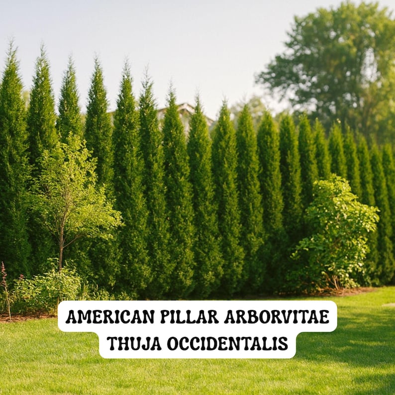 Full Speed A Hedge Arborvitae, American Pillar Thuja, Hardy Evergreen ...