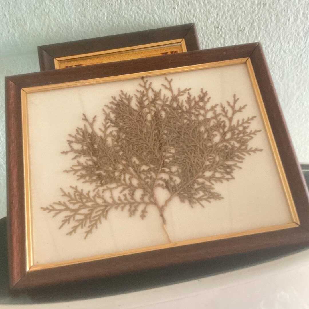 Thuja , Golden Vidya (morpankhi) Plant/blossoming Exclusively Preserved ...