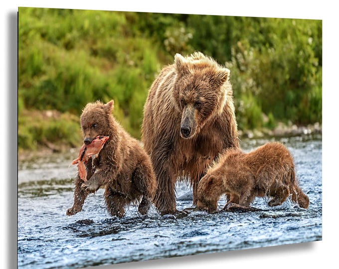 Brown Bear - "alaskan Teddy" - Etsy Canada