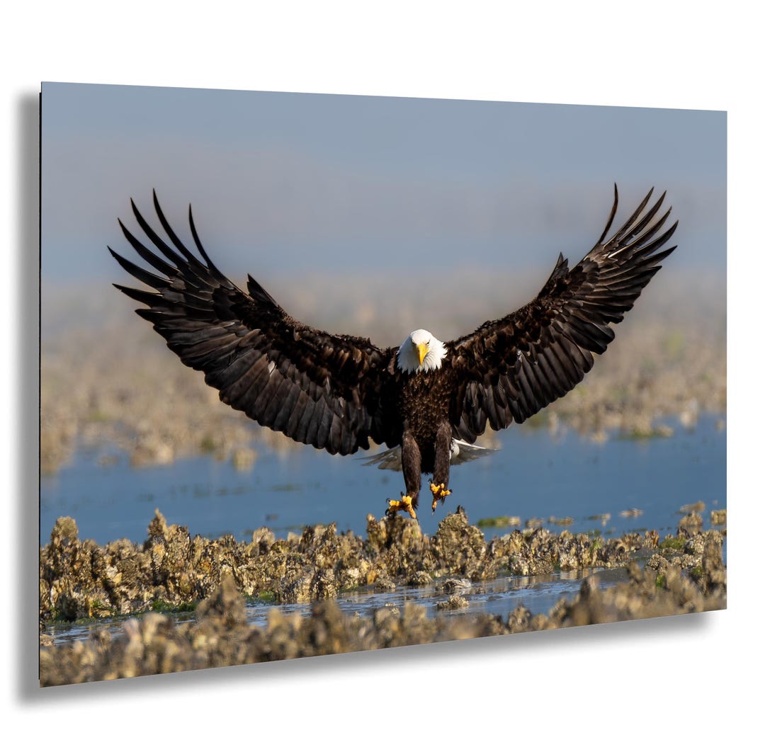 Bald Eagle Landing Head on at Big Beef Creek Washington Wildlife ...