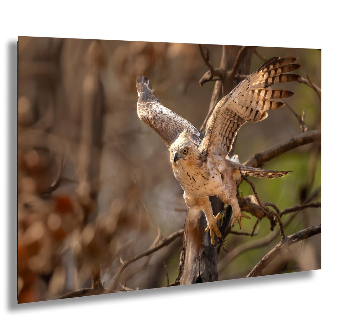 Crested Hawk Eagle in Flight Panna Tiger Reserve India Wildlife ...