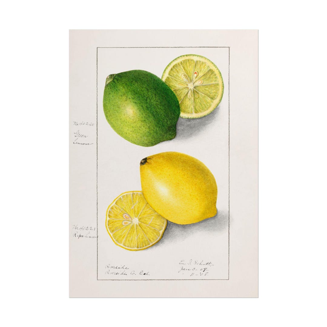Vintage Lemon Poster - Vintage Fruit Prints, Kitchen Decor, Botanical ...