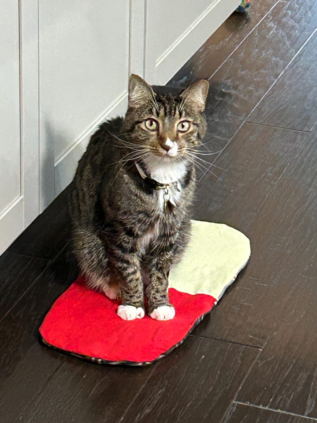Cat Parking - Reclaimed Material - Etsy