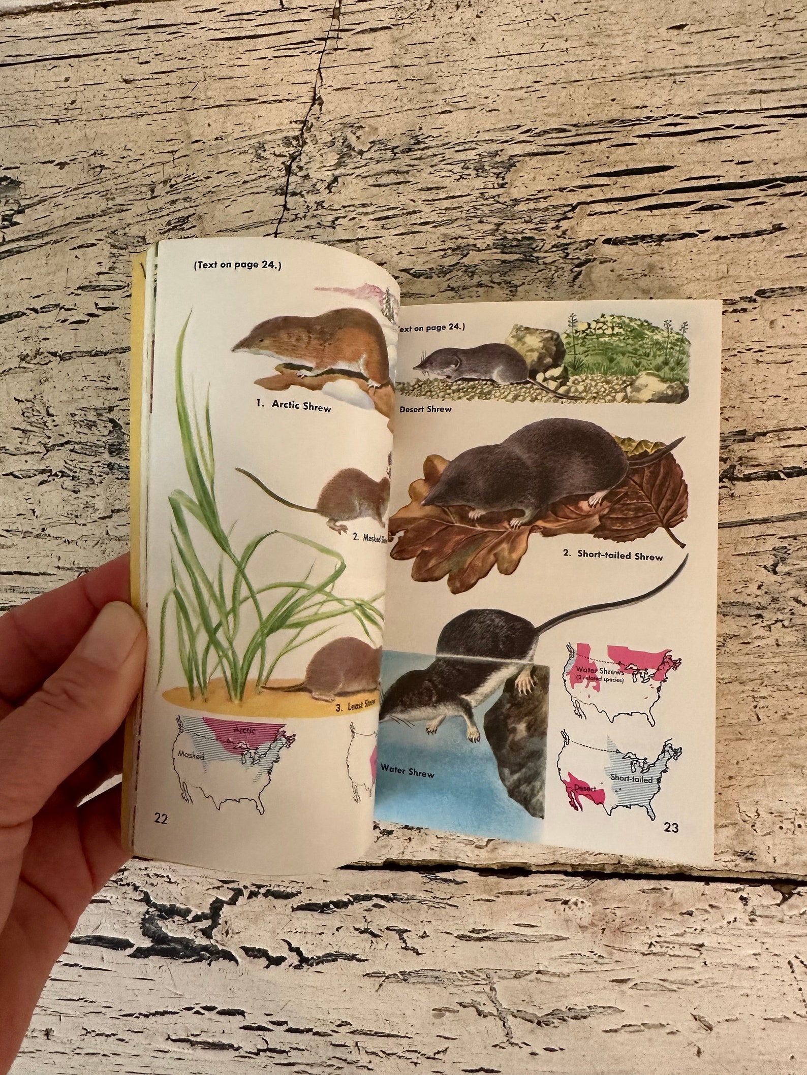 Golden Nature Guide - Pocket Size - Mammals - 1955 - Etsy