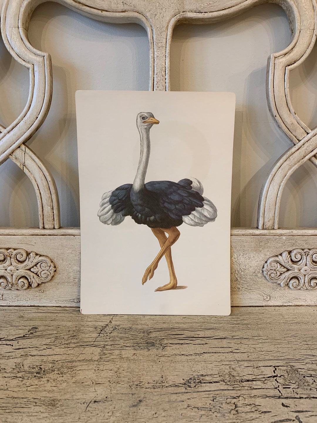 Vintage Alphabet Flash Card - Letter O Ostrich - Picture Flash Card ...