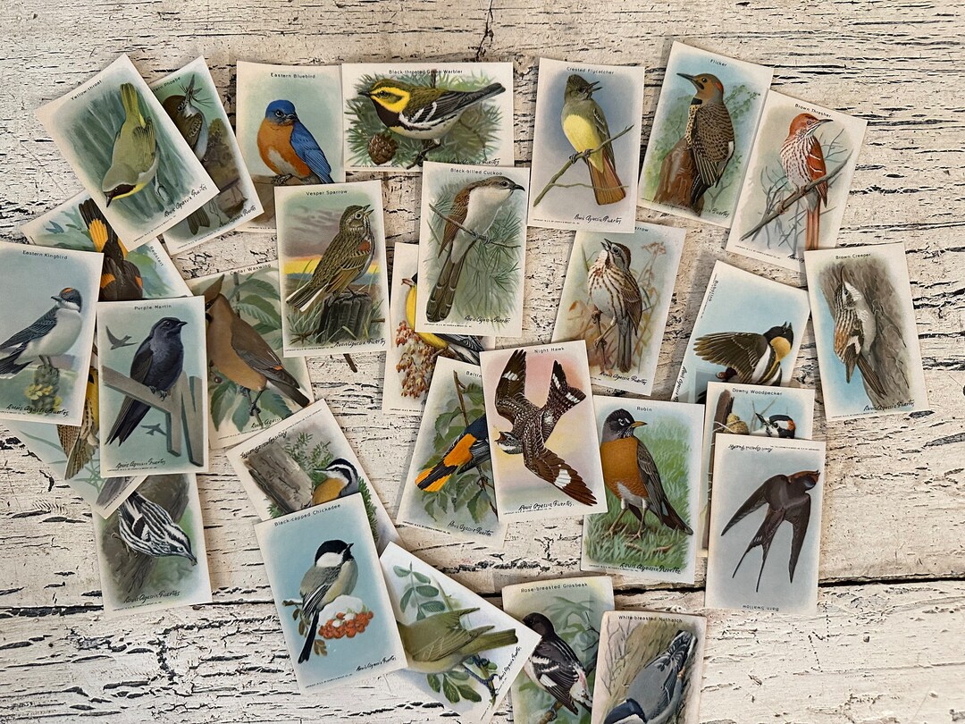 Antique Bird Trading Cards - Arm and Hammer Useful Birds of America ...