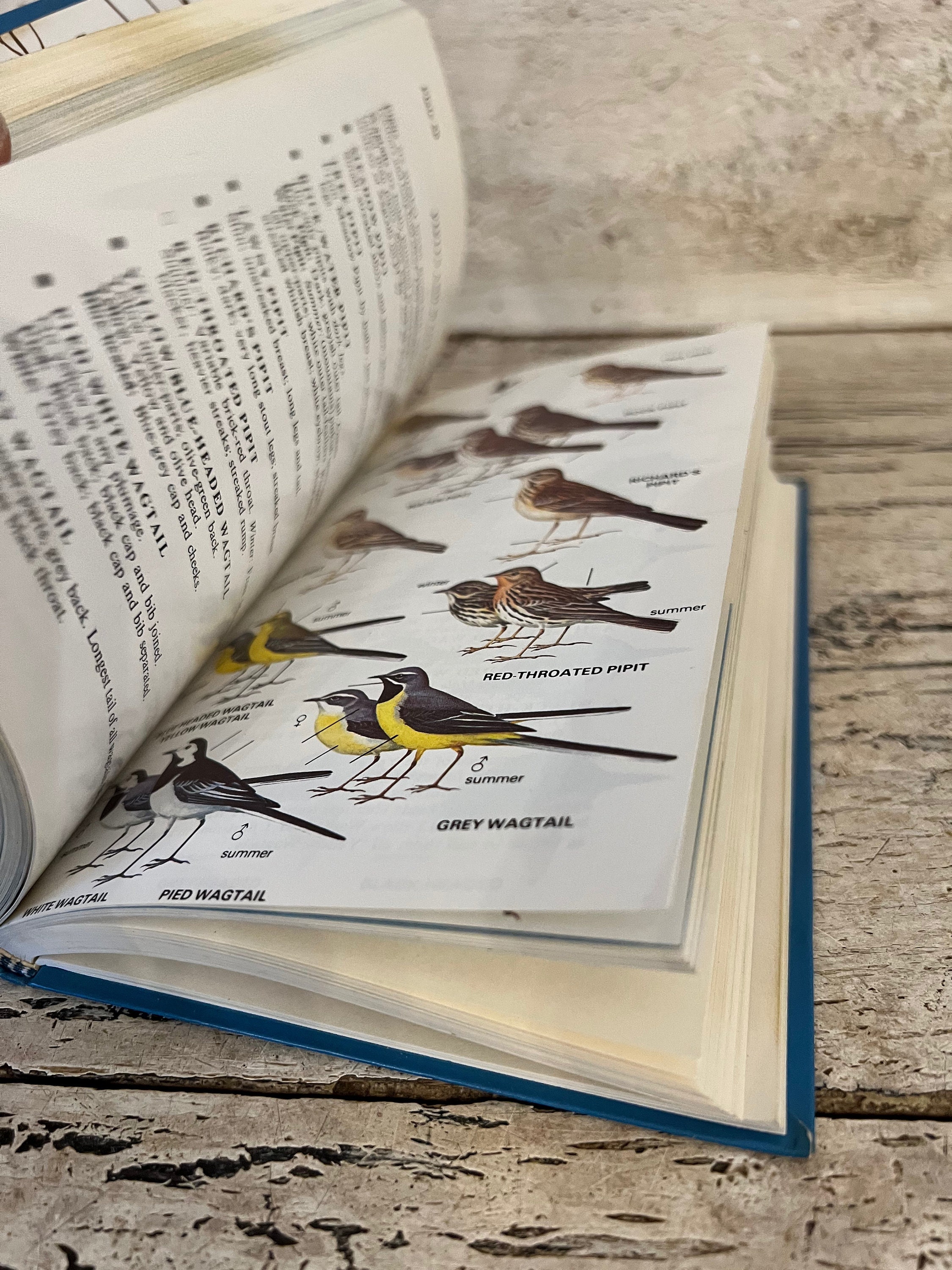 A Field Guide to the Birds of Britain and Europe - 1983 - Vintage Bird ...